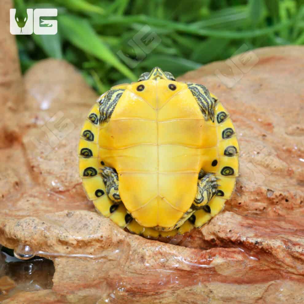 Baby Yellowbelly Slider Turtle For Sale - Underground Reptiles
