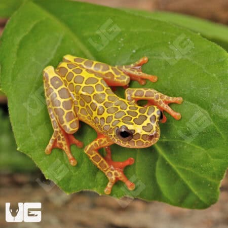 Giraffe Triangle Tree Frog For Sale - Underground Reptiles