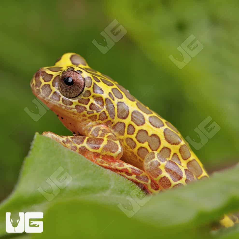 Giraffe Triangle Tree Frog For Sale - Underground Reptiles