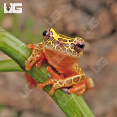Tree Frogs For Sale - Underground Reptiles