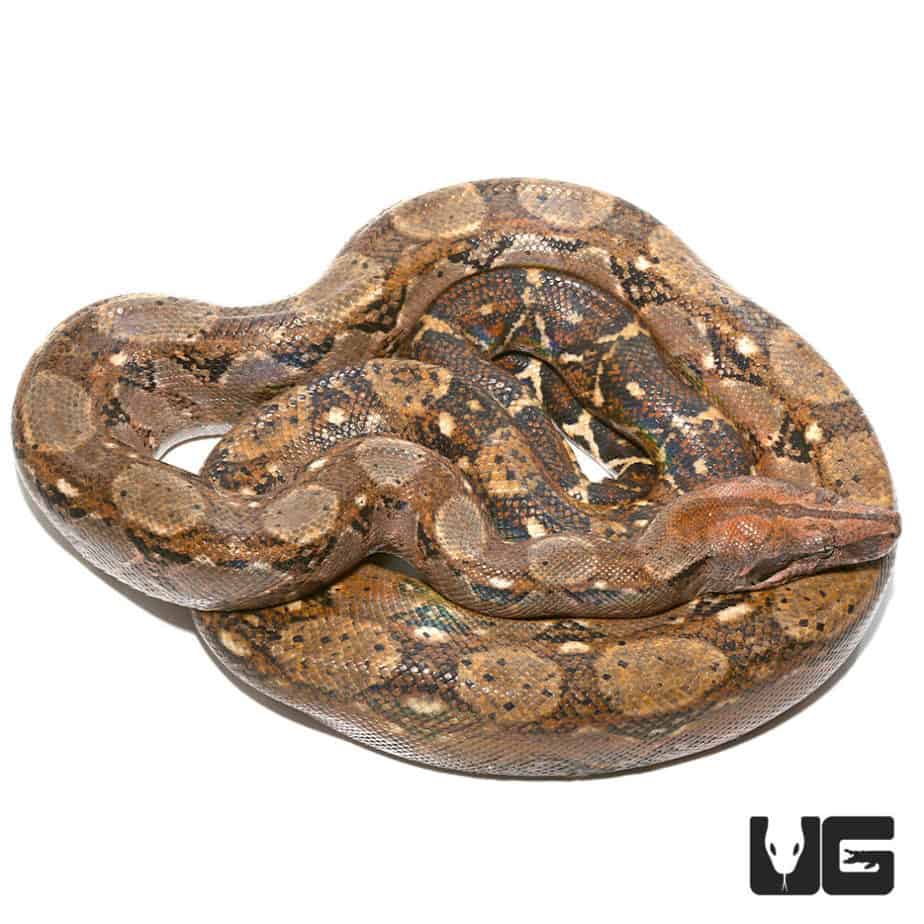 Adult Central American Boa For Sale - Underground Reptiles