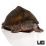 Adult Razorback Musk Turtles For Sale - Underground Reptiles
