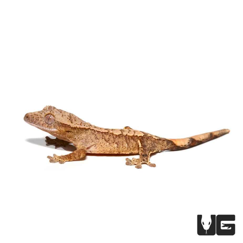 Baby Amber Harlequin Crested Gecko For Sale - Underground Reptiles