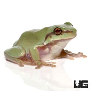 Baby Australian Blue Dumpy Tree Frog (Litoria caerulea) for sale ...