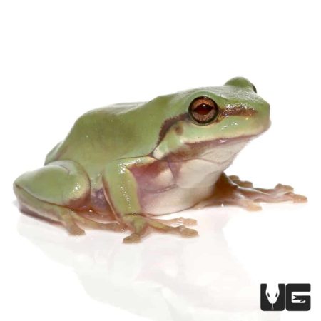 Baby Australian Blue Dumpy Tree Frog (Litoria caerulea) for sale ...
