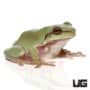 Baby Australian Blue Dumpy Tree Frog (Litoria caerulea) for sale ...