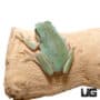Baby Australian Blue Dumpy Tree Frog (Litoria caerulea) for sale ...