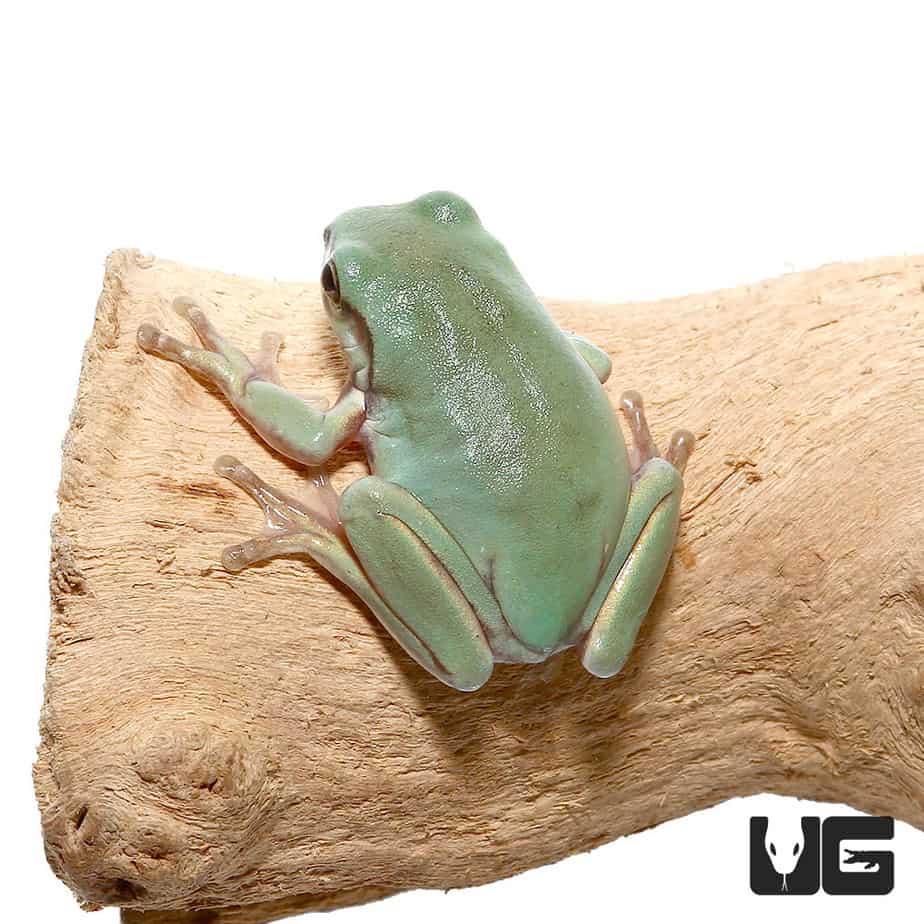 Tree Frogs For Sale - Underground Reptiles