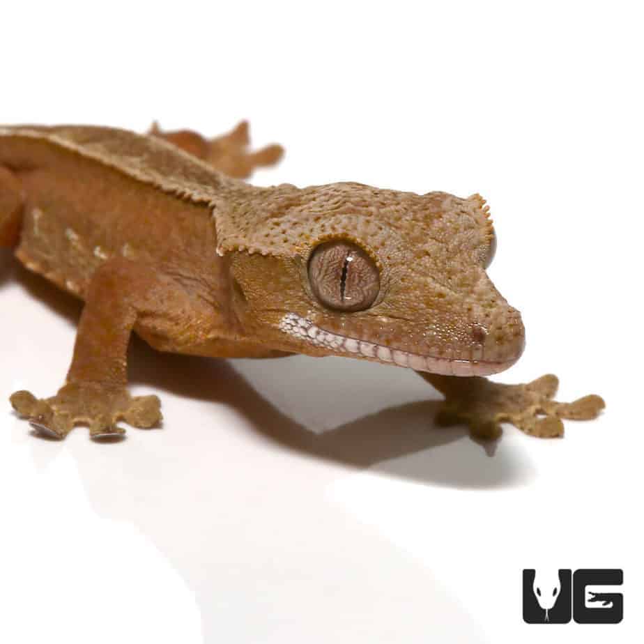 Baby Chocolate Phantom Harlequin Pinstripe Crested Gecko For Sale ...