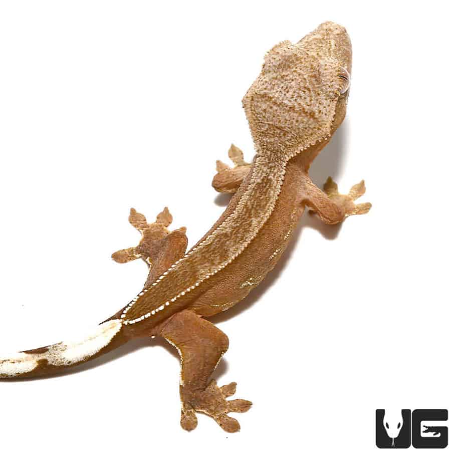 Baby Chocolate Phantom Harlequin Pinstripe Crested Gecko For Sale ...