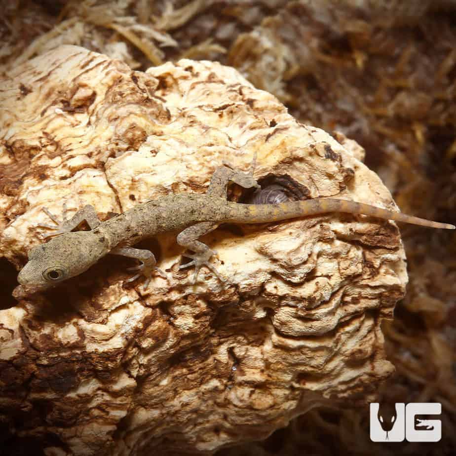 Baby Yellow Headed Dwarf Gecko for sale - Underground Reptiles