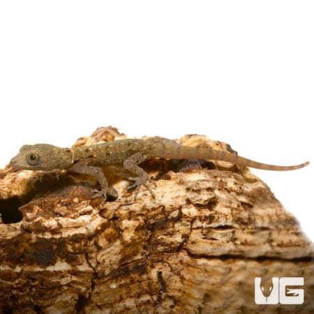 Baby Yellow Headed Dwarf Gecko for sale - Underground Reptiles