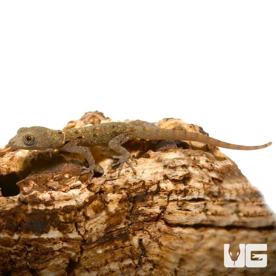 Baby Yellow Headed Dwarf Gecko for sale - Underground Reptiles