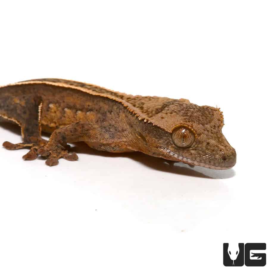Baby Empty Back Partial Pinstripe Harlequin Crested Gecko For Sale ...