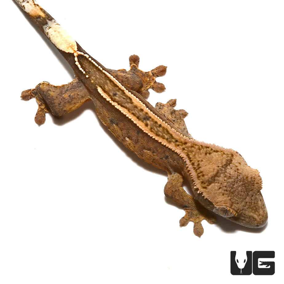 Baby Empty Back Partial Pinstripe Harlequin Crested Gecko For Sale ...