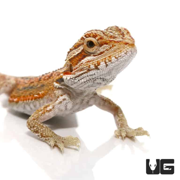 Baby Hypo Inferno Dunner Bearded Dragons (Pogona vitticeps) for sale ...