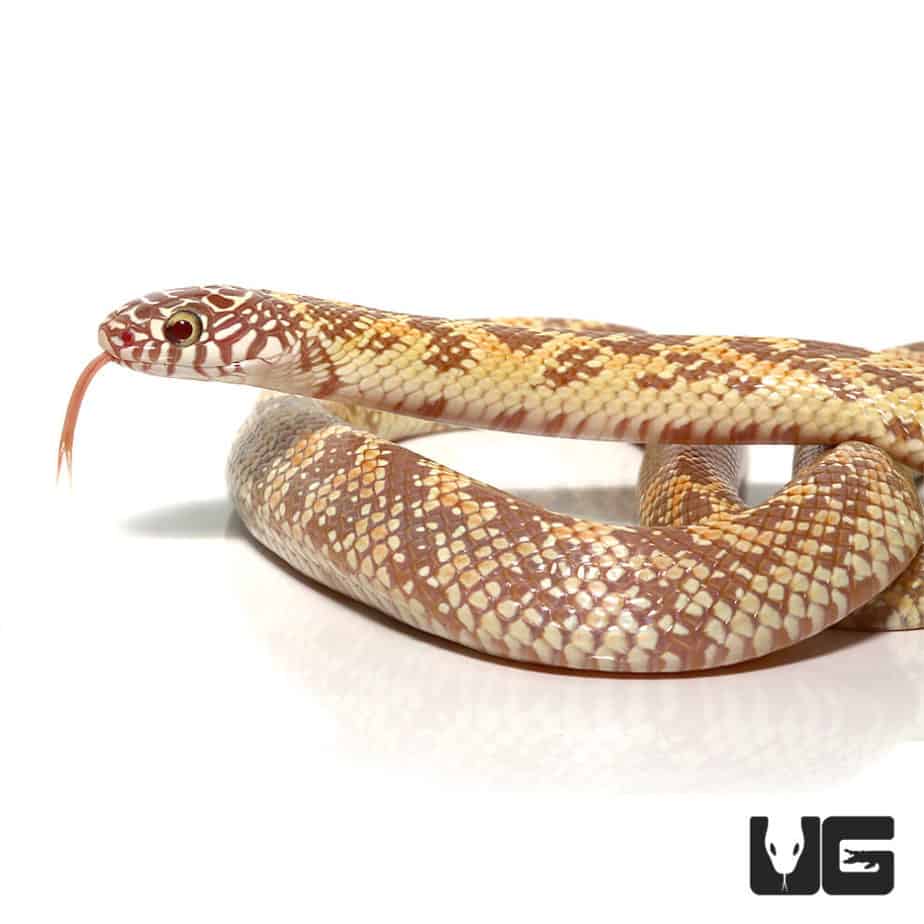 Kingsnakes For Sale - Underground Reptiles