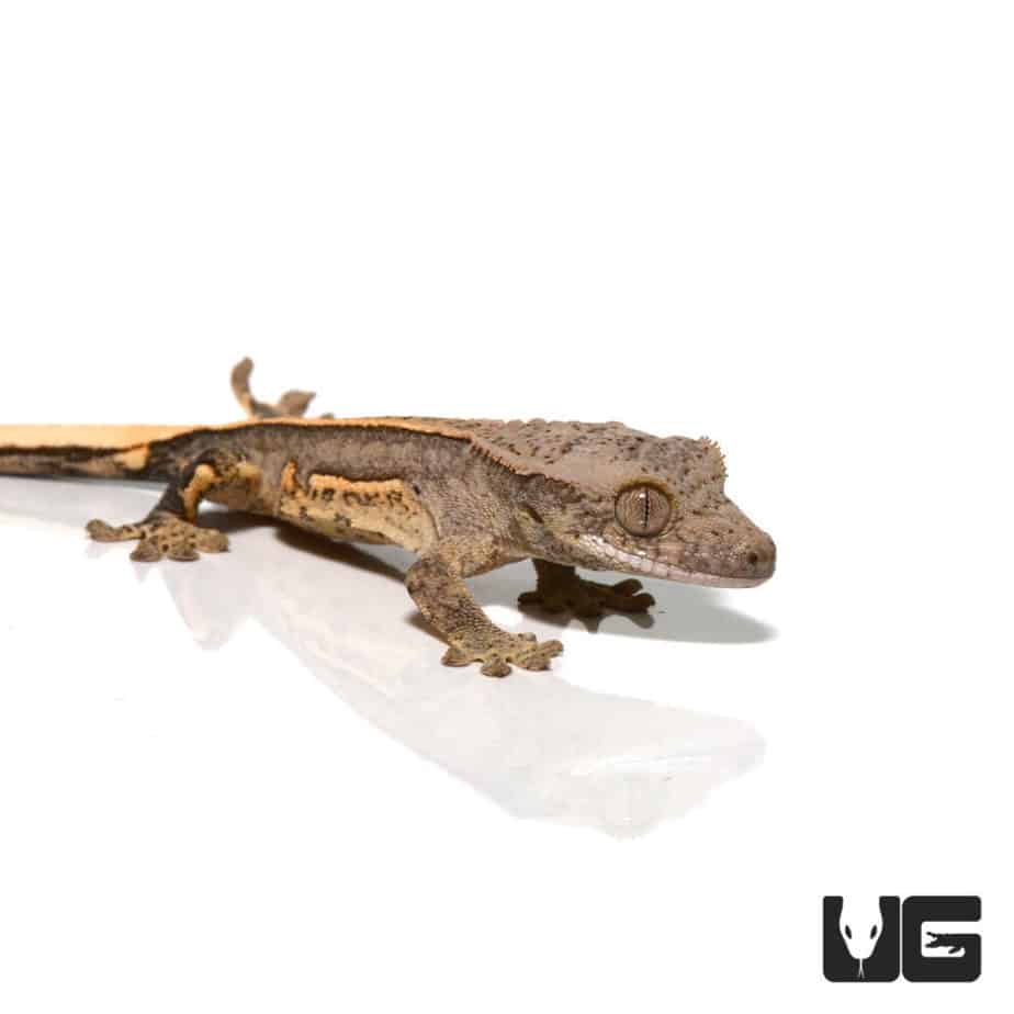 Baby Light Base Quad Stripe Crested Gecko For Sale - Underground Reptiles