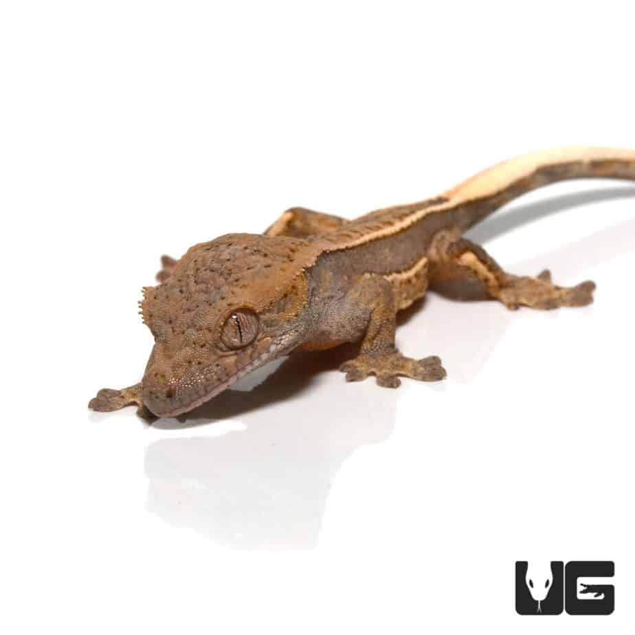 Baby Orange Cream Tri Stripe Crested Gecko For Sale - Underground Reptiles