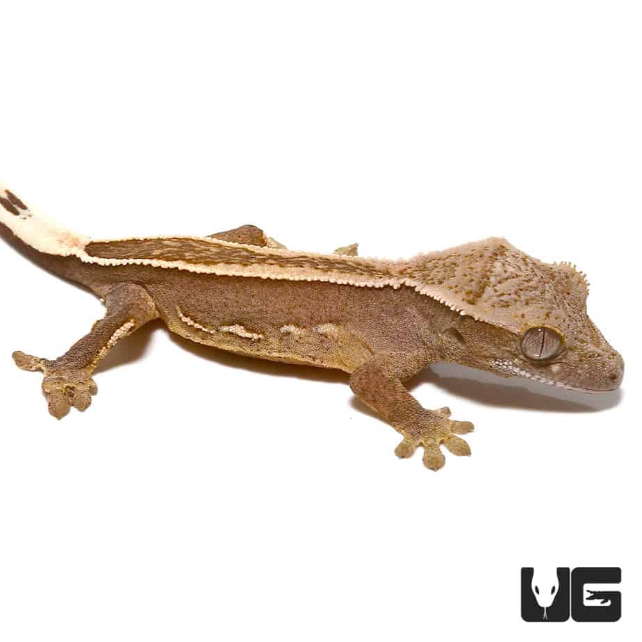 Baby Red Base Super Stripe Harlequin Crested Gecko For Sale ...
