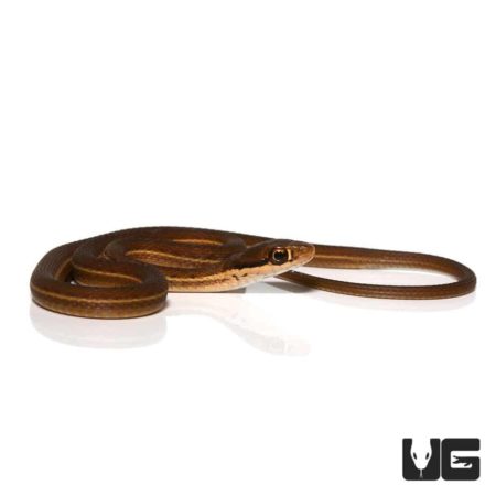 Baby Ribbon Snakes (Thamnophis sauritus) For Sale - Underground Reptiles