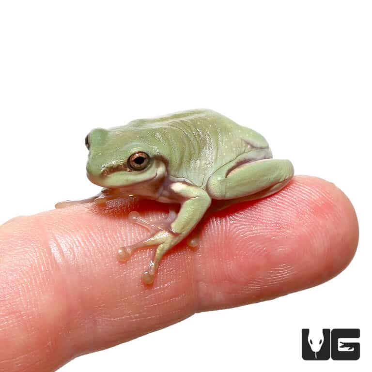 Tree Frogs For Sale - Underground Reptiles