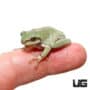 Tree Frogs For Sale - Underground Reptiles