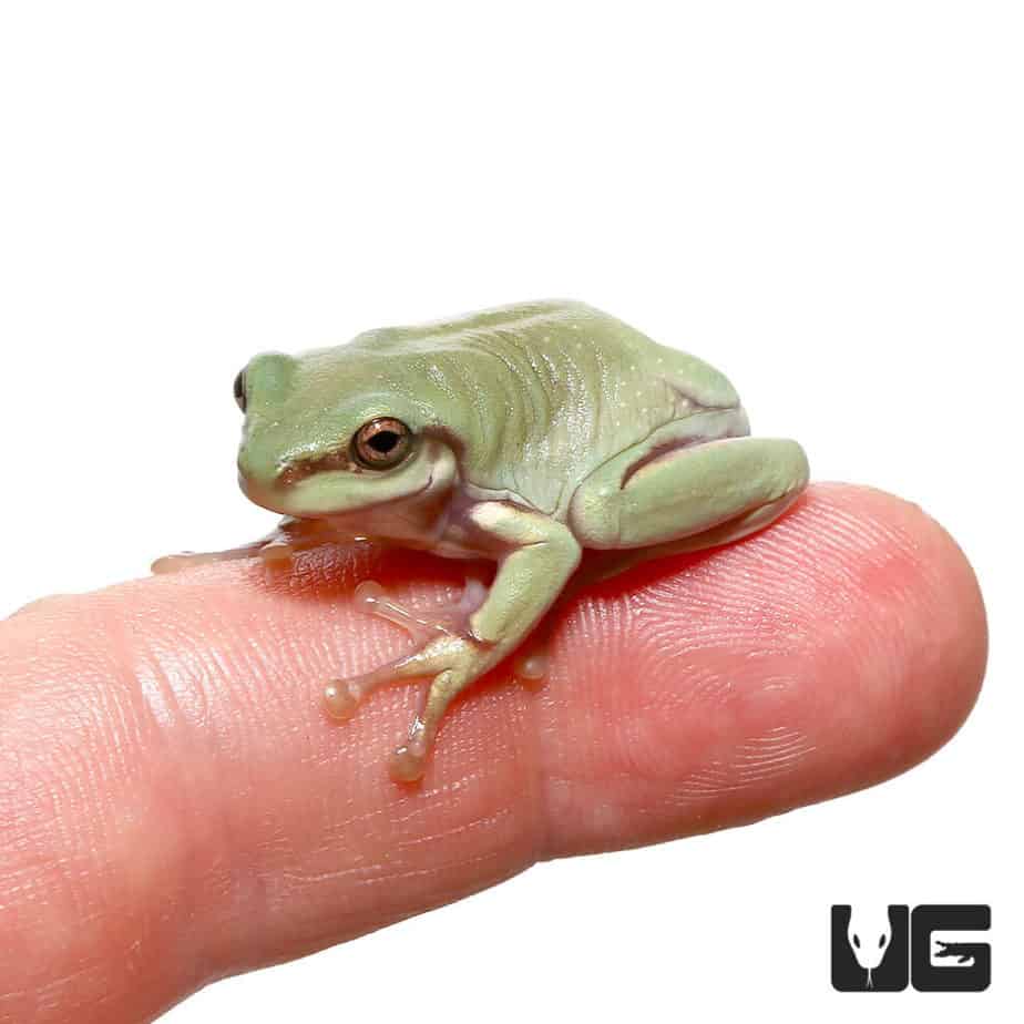 Baby Snowflake Australian Blue Dumpy Tree Frog (Litoria caerulea ...