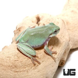 Tree Frogs For Sale - Underground Reptiles
