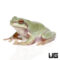 Baby Snowflake Australian Blue Dumpy Tree Frog (Litoria caerulea ...
