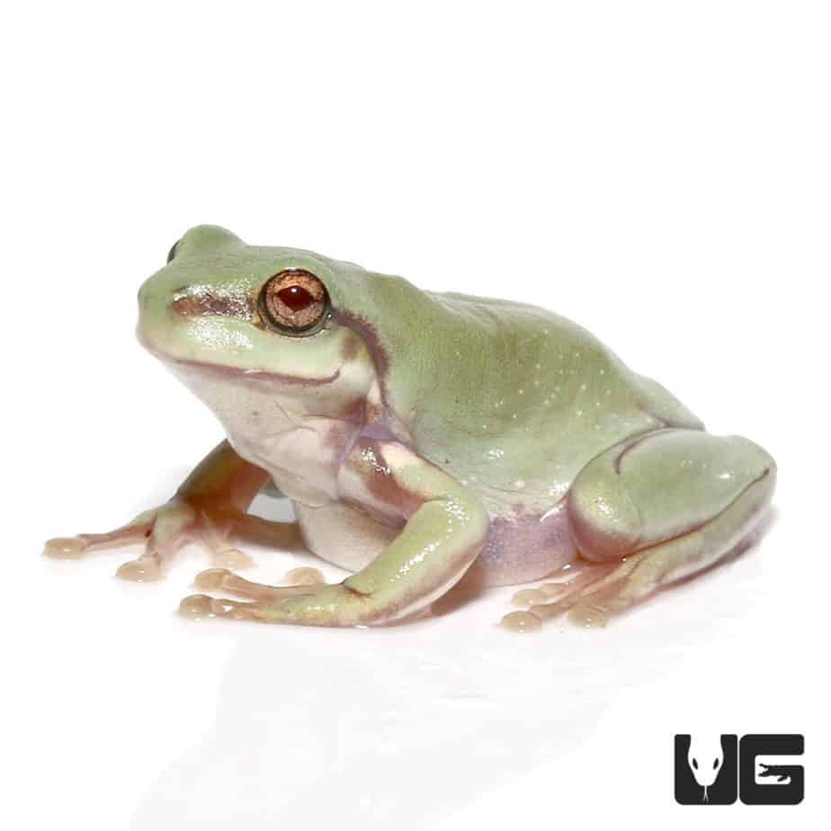 Baby Snowflake Australian Blue Dumpy Tree Frog (Litoria caerulea ...