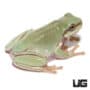 Baby Snowflake Australian Blue Dumpy Tree Frog (Litoria caerulea ...