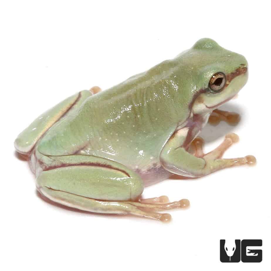 Baby Snowflake Australian Blue Dumpy Tree Frog (Litoria caerulea ...