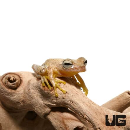 Tree Frogs For Sale - Underground Reptiles