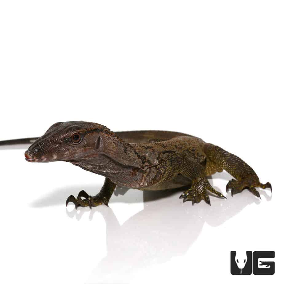 Black Roughneck Monitors (Varanus rudicollis) For Sale - Underground ...