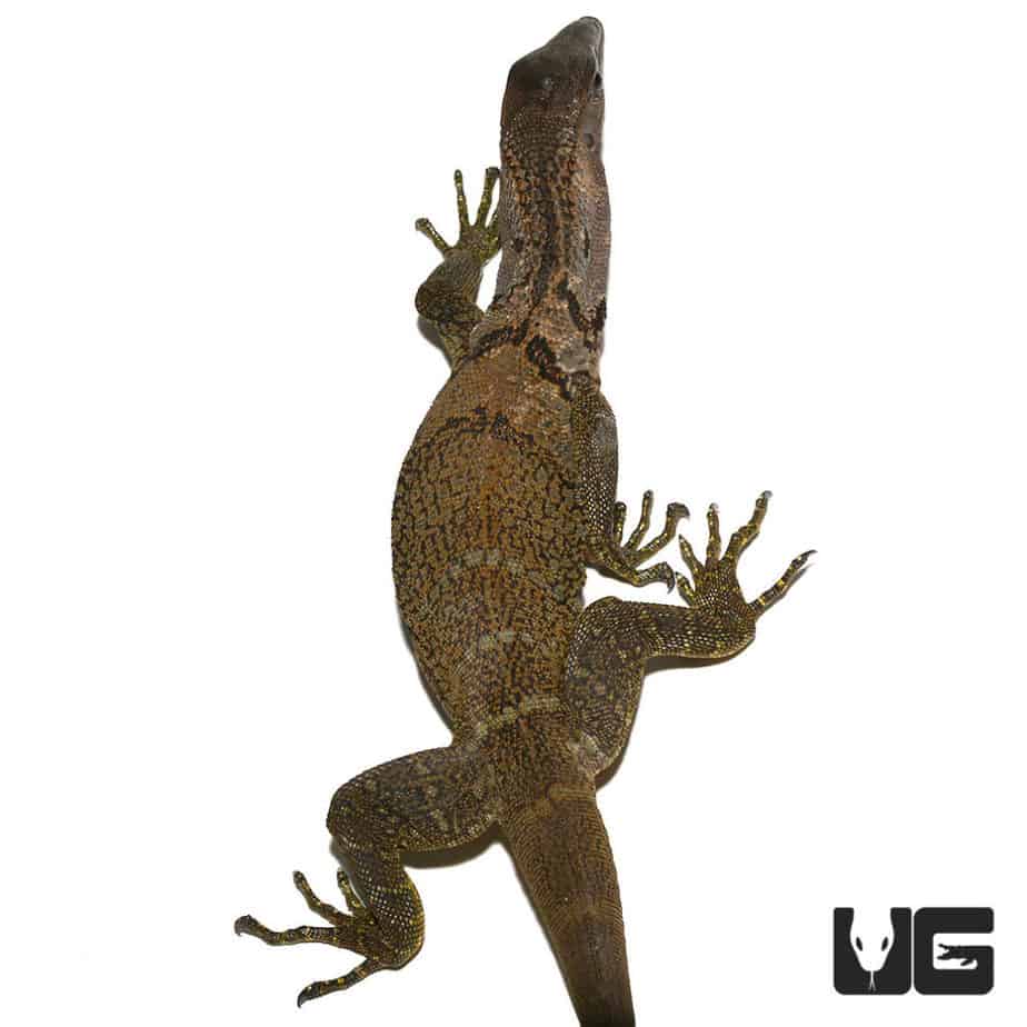 Black Roughneck Monitors (Varanus rudicollis) For Sale - Underground ...