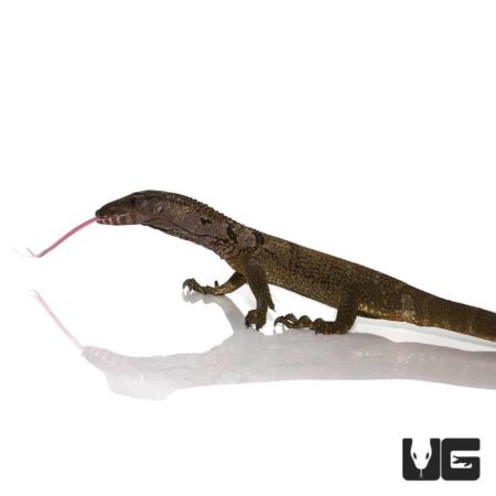 Black Roughneck Monitors (Varanus rudicollis) For Sale - Underground ...