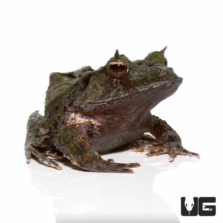 Other Frogs For Sale - Underground Reptiles