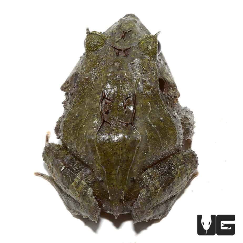 Blue Moss Eyelash Frogs For Sale - Underground Reptiles