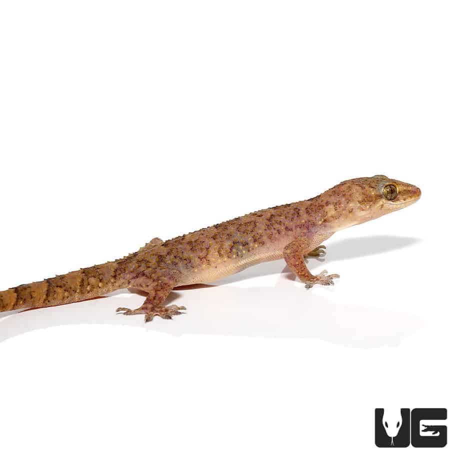 Brooks House Geckos (Hemidactylus brookii) For Sale - Underground Reptiles