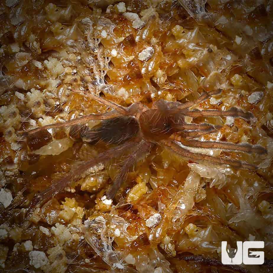 Caribbean Diamond Tree Spider (Tapinauchenius rasti) For Sale ...