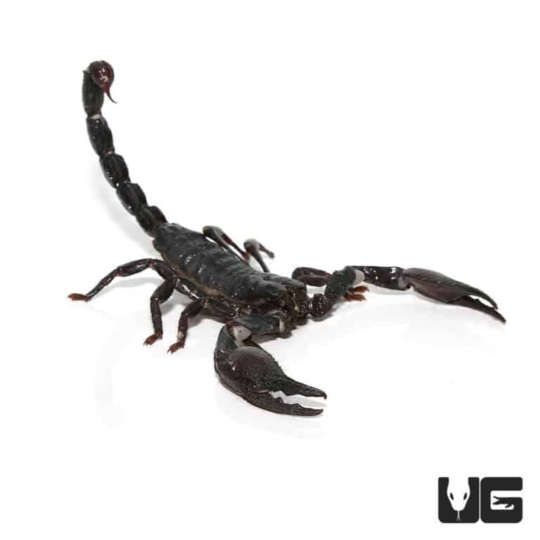 Congo Emperor Scorpion (Pandinus imperator) For Sale - Underground Reptiles