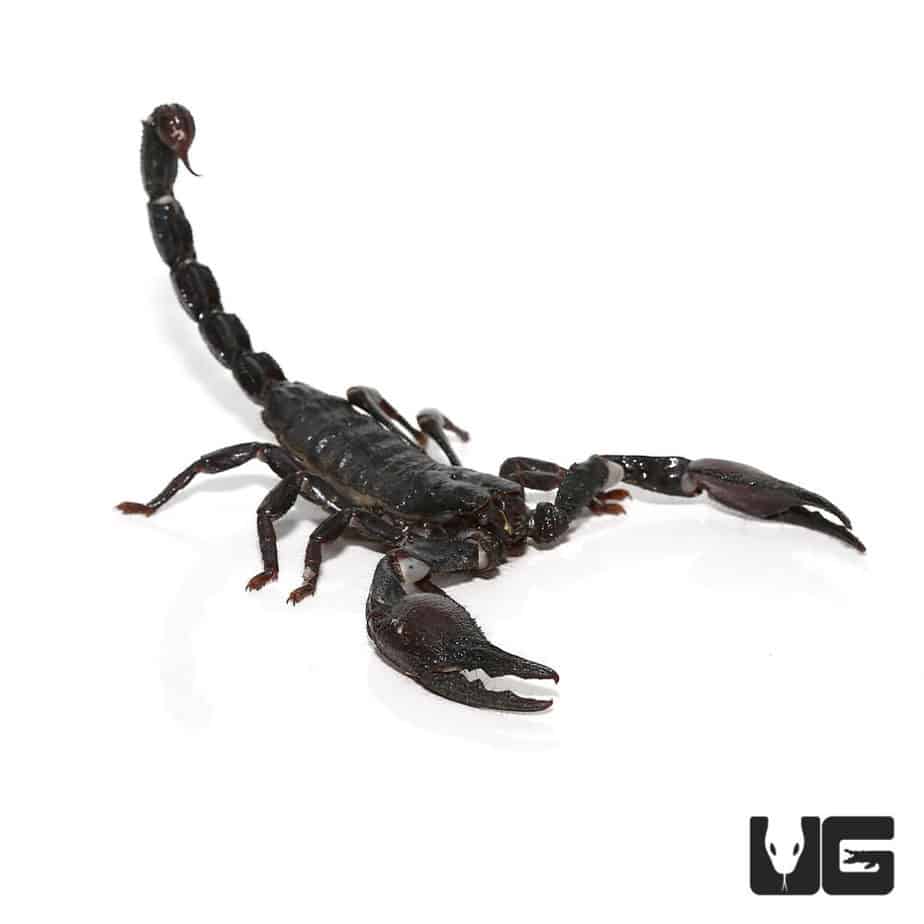 Congo Emperor Scorpion (Pandinus imperator) For Sale - Underground Reptiles