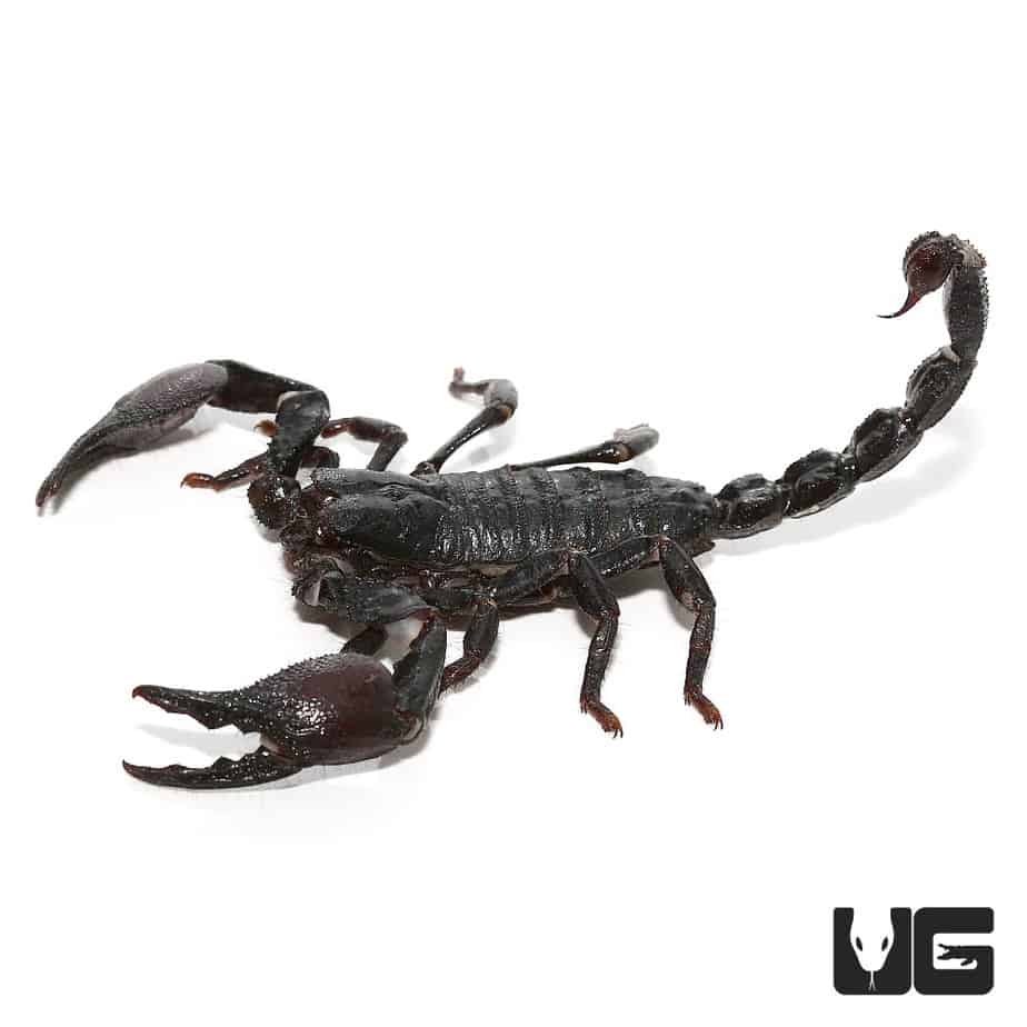 Congo Emperor Scorpion (Pandinus imperator) For Sale - Underground Reptiles