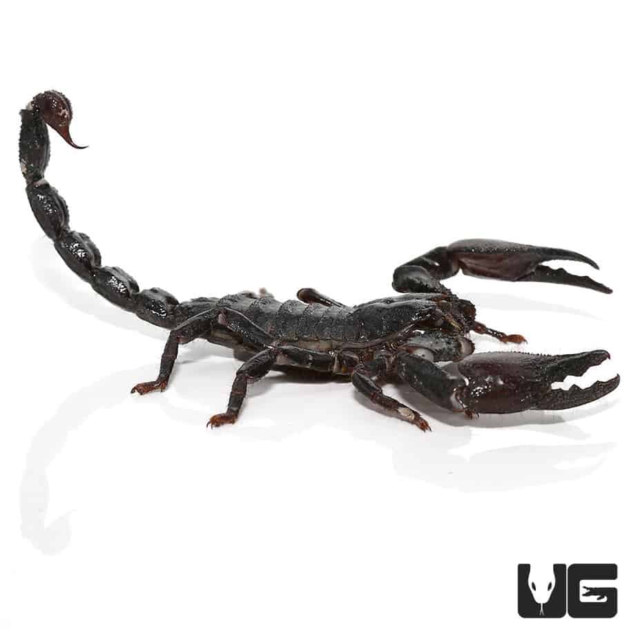 Congo Emperor Scorpion (Pandinus imperator) For Sale - Underground Reptiles