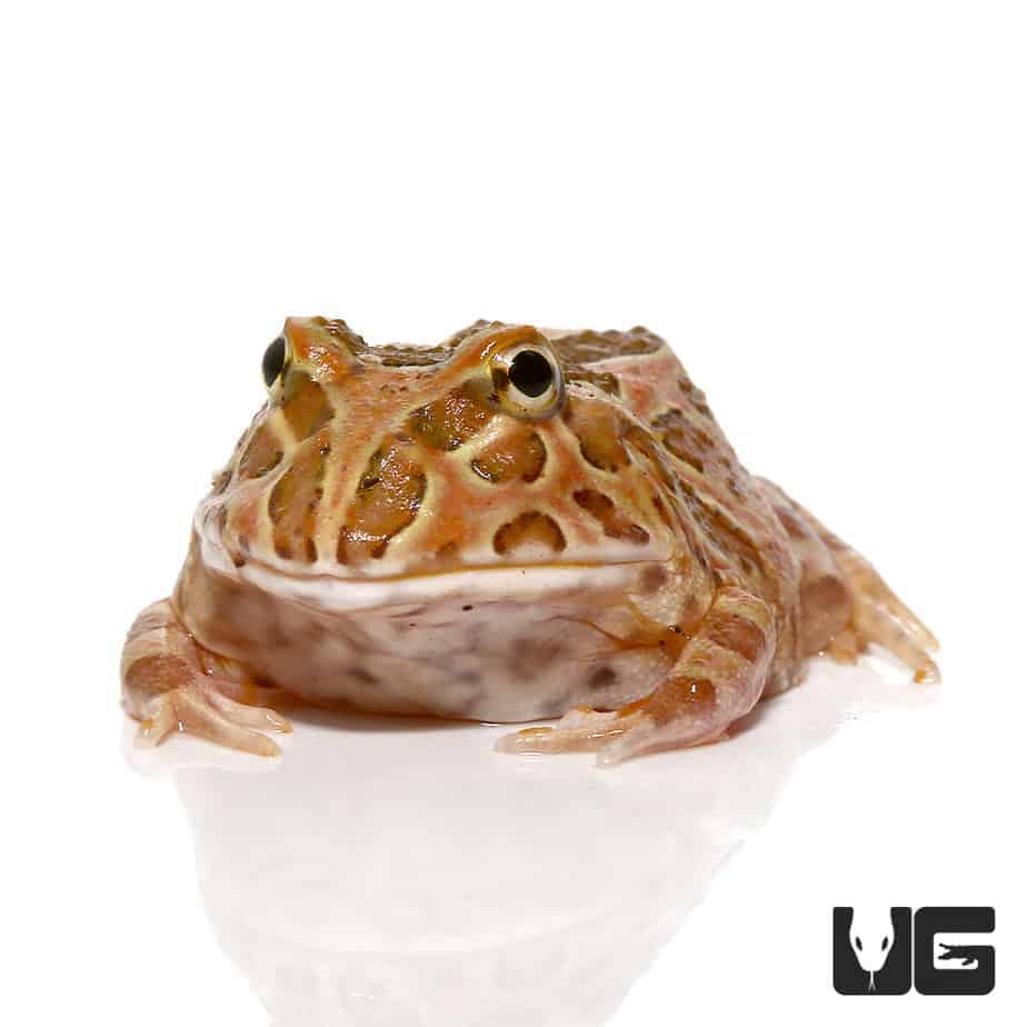 Coffee Pacman Frogs For Sale - Underground Reptiles