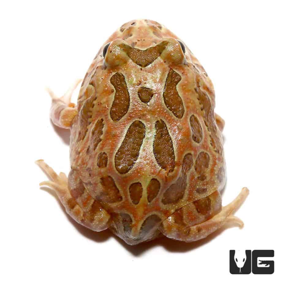 Coffee Pacman Frogs (Ceratophrys cranwelli) For Sale - Underground Reptiles