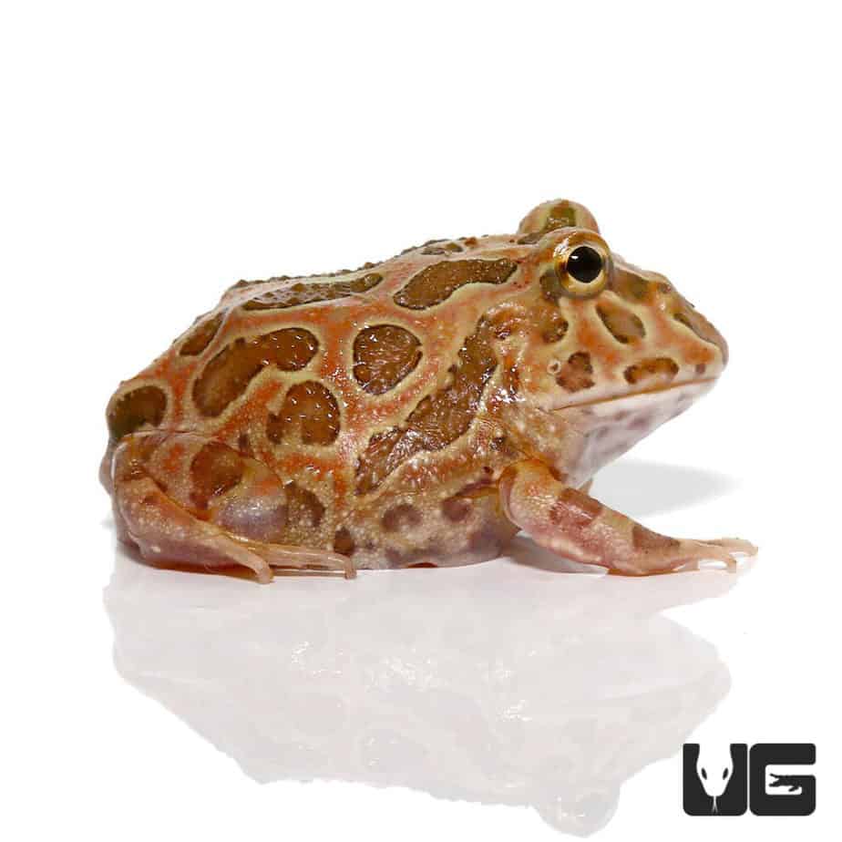 Coffee Pacman Frogs (Ceratophrys cranwelli) For Sale - Underground Reptiles