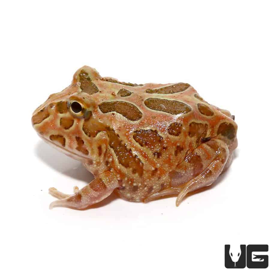 Coffee Pacman Frogs (Ceratophrys cranwelli) For Sale - Underground Reptiles
