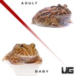 Coffee Pacman Frogs (Ceratophrys cranwelli) For Sale - Underground Reptiles